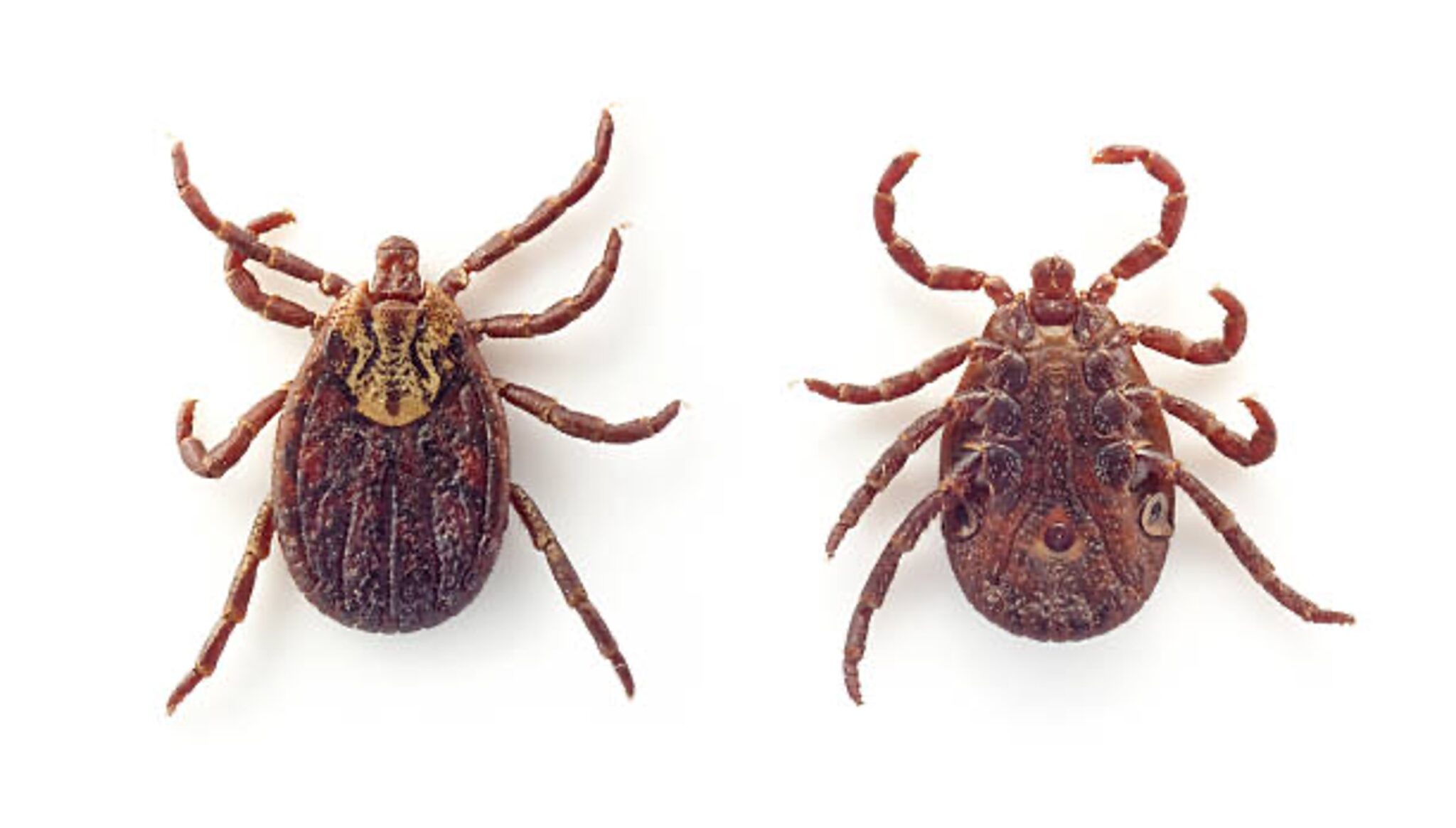 Tick Species in Virginia: Differences, Harmfulness & Solutions (with ...