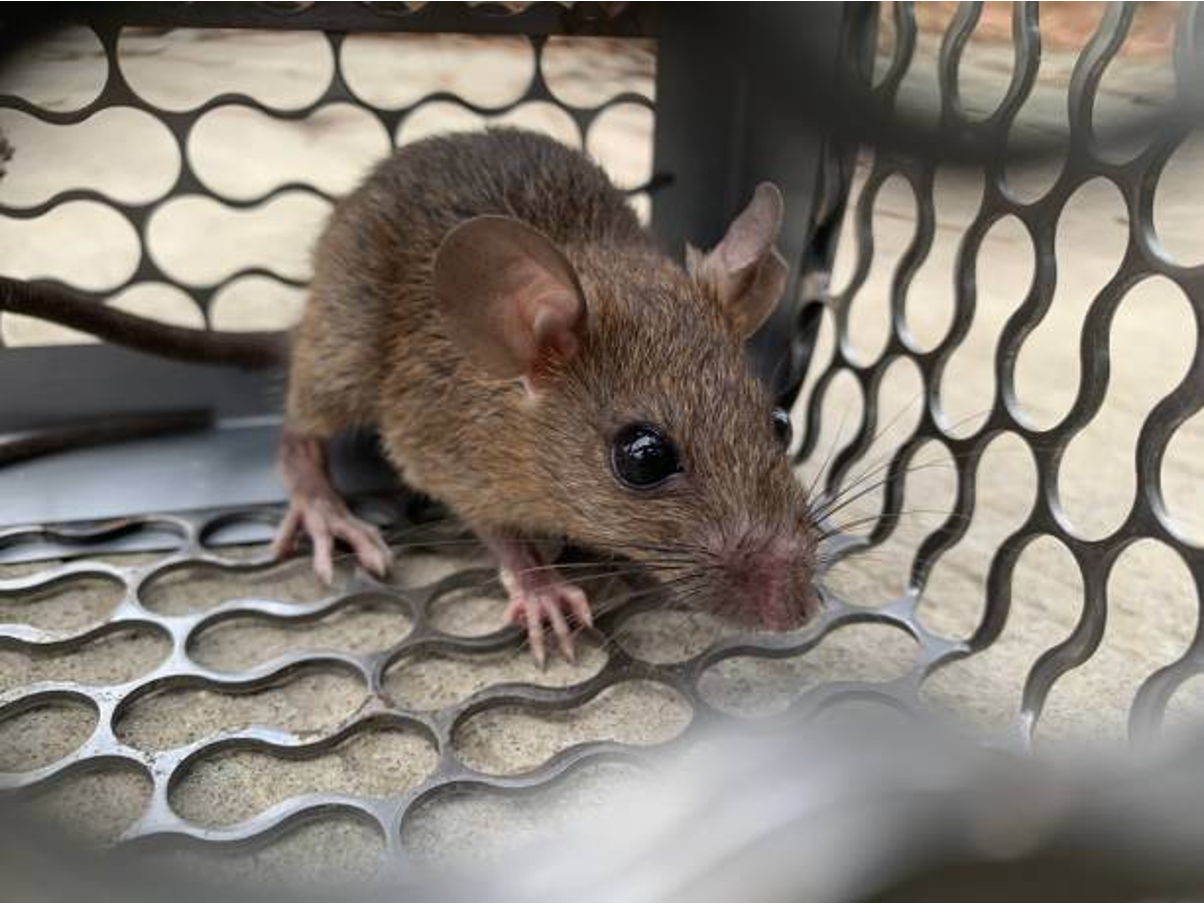 Rodent Control in Alexandria, VA: Best Companies, Cost & Reviews ...