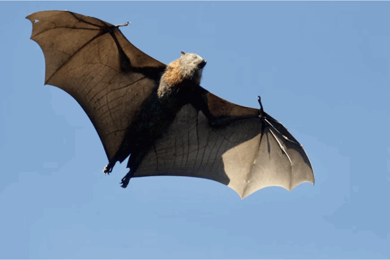 Bat Droppings vs Mouse Droppings: Size & Differences with Pictures ...