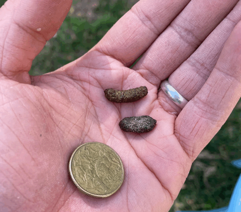 Squirrel Droppings vs Possum Droppings: Size, Differences & Pictures ...
