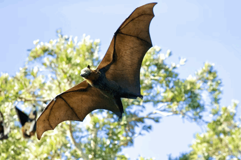 Rat Poop vs Bat Poop: Size, Pictures & How to Tell the Difference ...