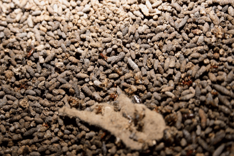 Rat Poop vs Bat Poop: Size, Pictures & How to Tell the Difference ...