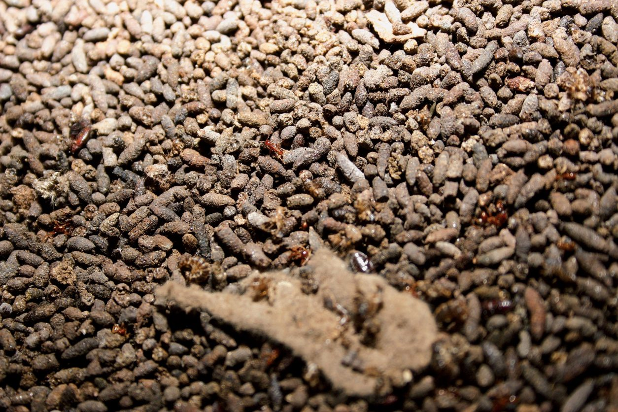 Rat Poop vs Bat Poop: Size, Pictures & How to Tell the Difference ...