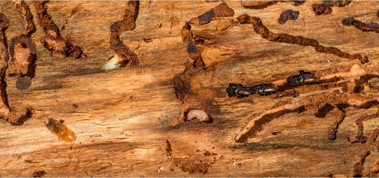 Pest Control in College Park, MD: Price, Reviews & Top Companies ...