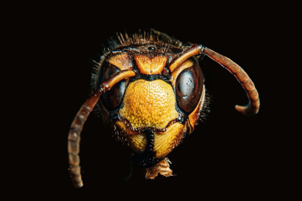 3 Types of Hornets in Virginia (with Pictures) - Connors Pest Pros