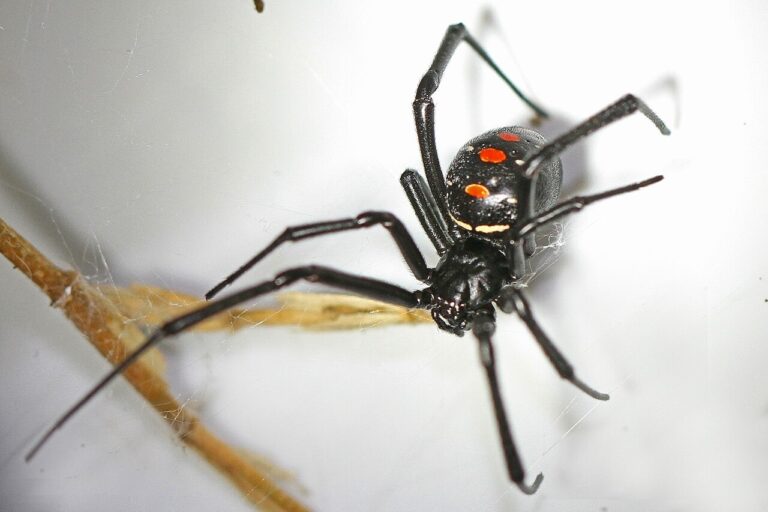 4 Types of Spiders in Northern Virginia (and How to Identify Them ...