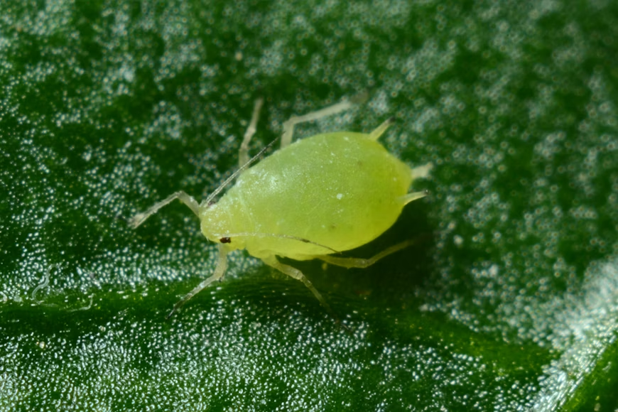 Spring Garden Pests: Common Types & Treatment Options - Connors Pest Pros