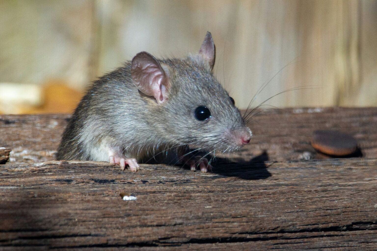 Rodent Control in Irving Park, Greensboro, NC: Cost, Reviews & Top ...